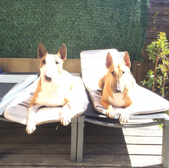 Accueil - Elevage Of Diamonds Bull - eleveur de chiens Bull Terrier